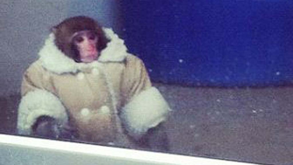 Ikea Monkey, Darwin, Walks Around Parking Lot {Pictures} | SMSEO