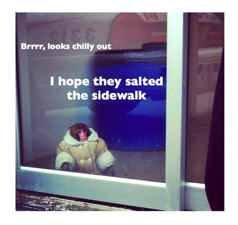 Monkey Hospital Memes